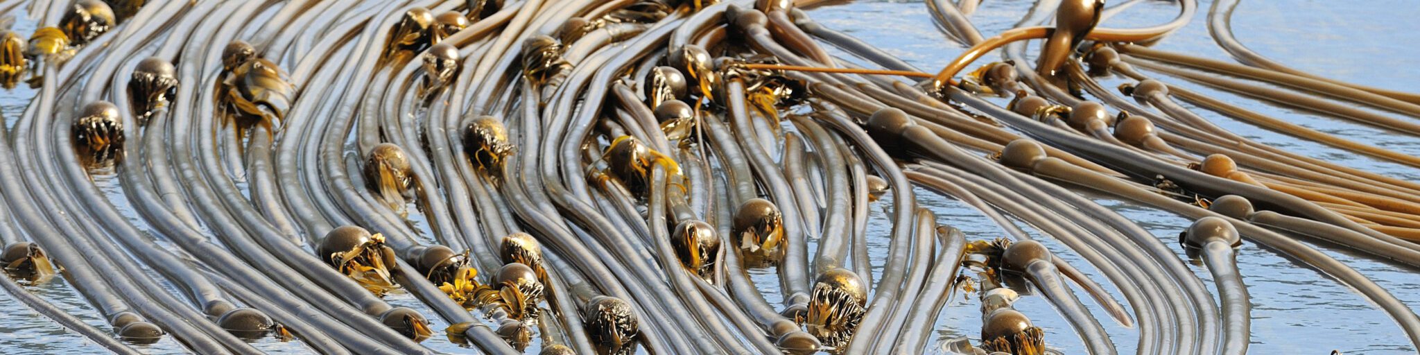 Why seaweed can help save the planet - Swim Magazine